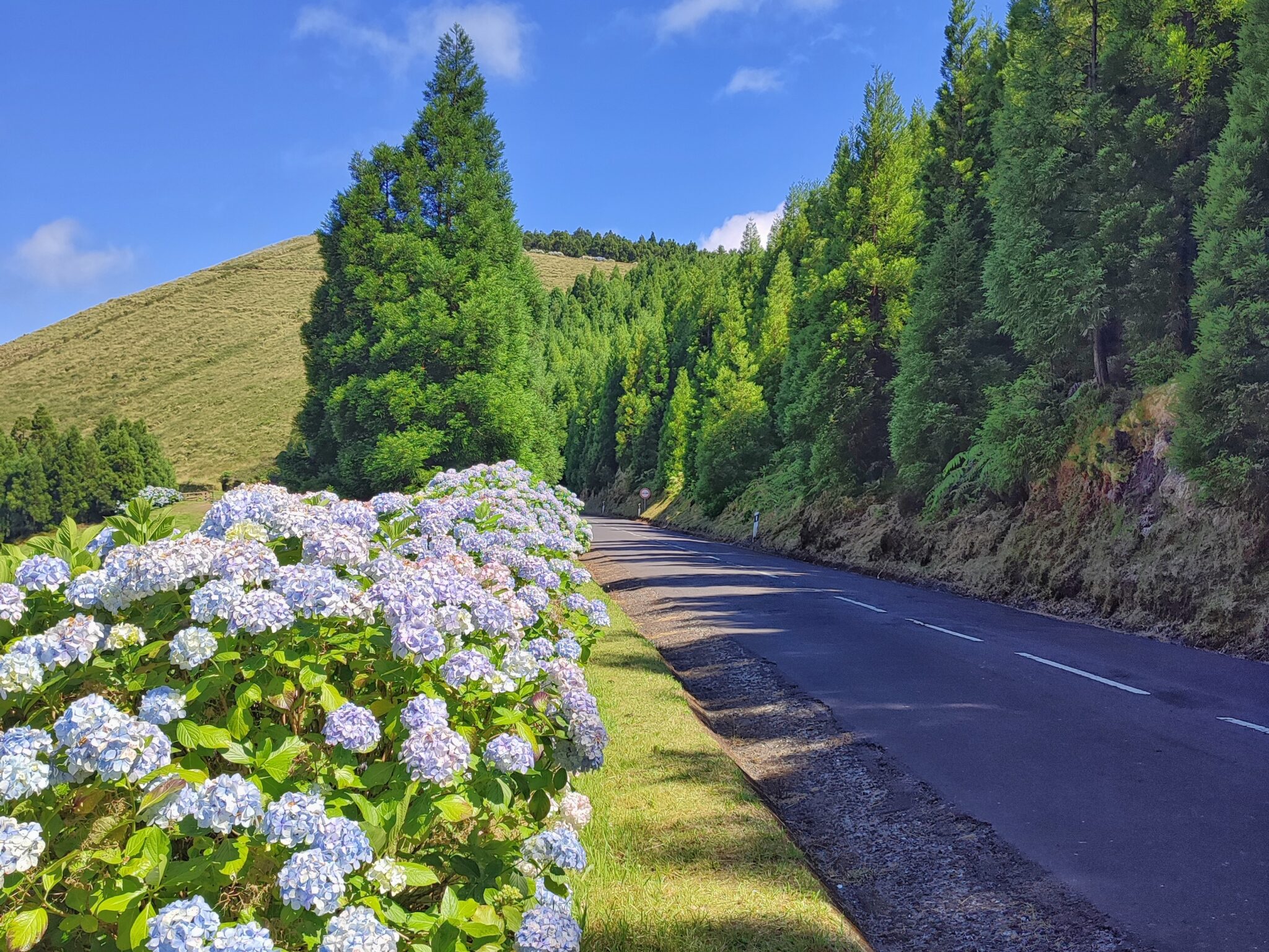 All about Hydrangeas in the Azores - Azores GPS